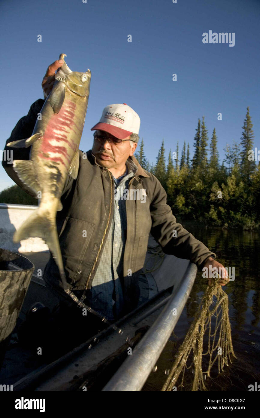 Fisherman caught chum salmon fish oncorhynchus keta Stock Photo - Alamy