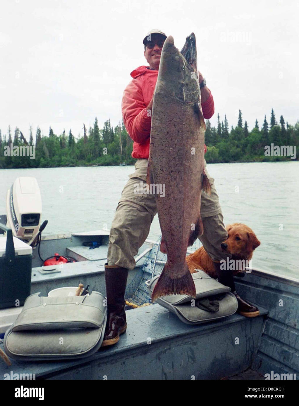 This image shows a fisherman holding an 80-pound king salmon while in a ...