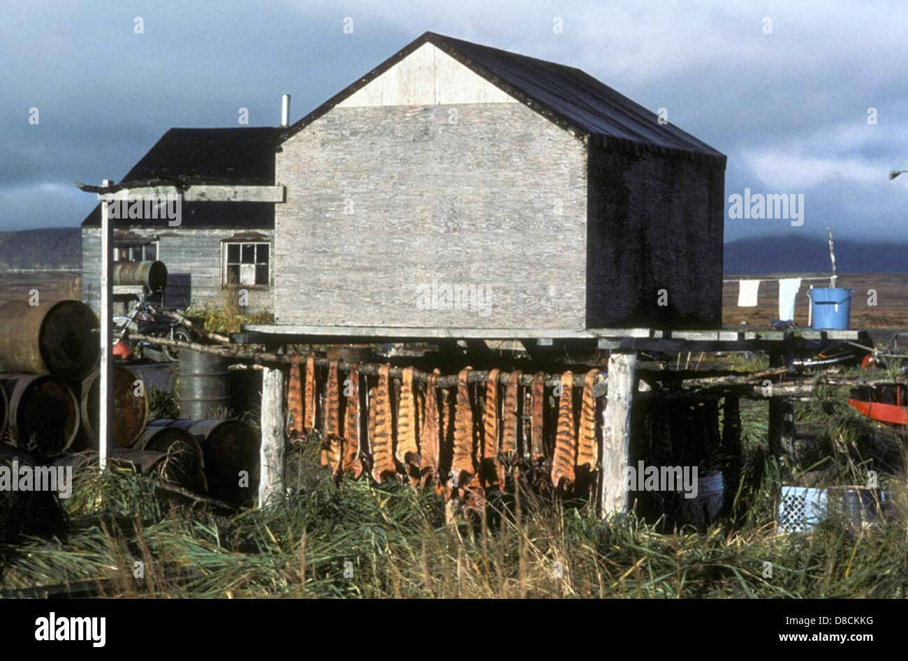 Fish being dried in the open air in a rural village setting. The ...