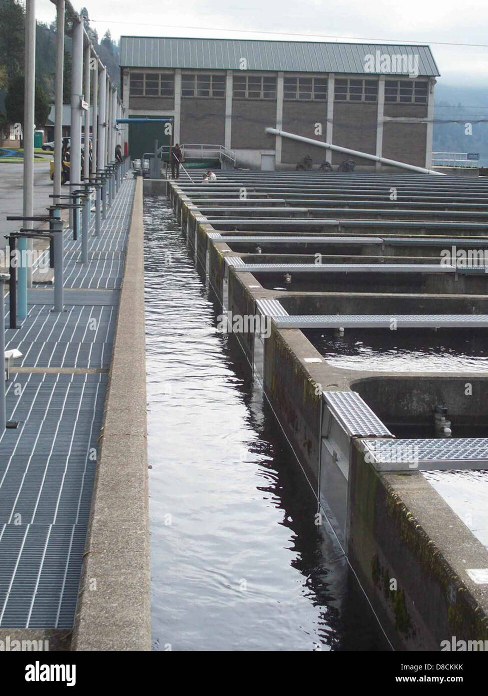 This image depicts a fish hatchery, an artificial environment where ...