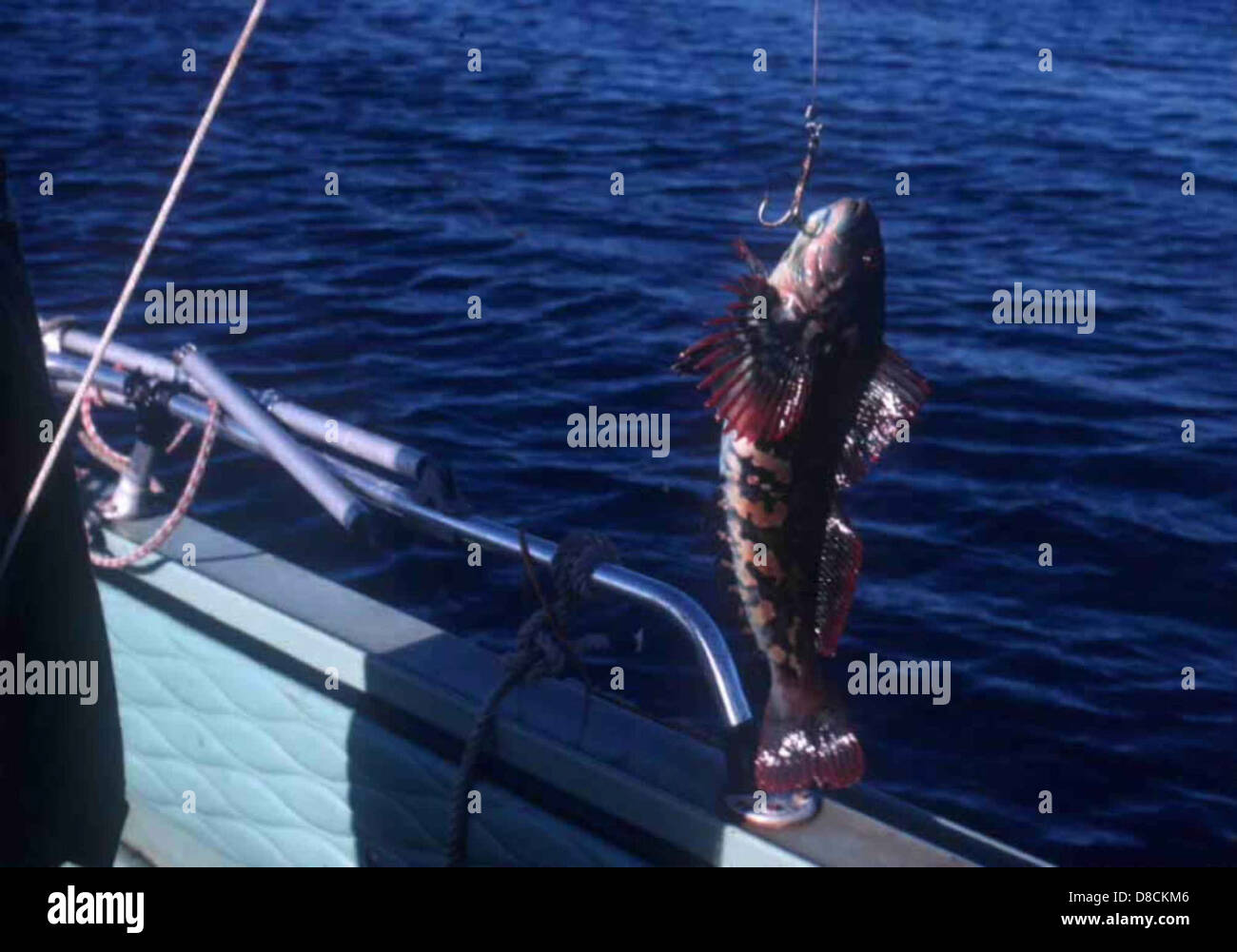 A fish caught on a hook, showcasing the moment between catch and ...