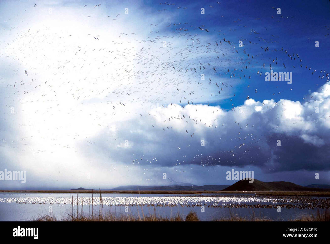 Flock of waterfowl birds on lake and in air Stock Photo - Alamy