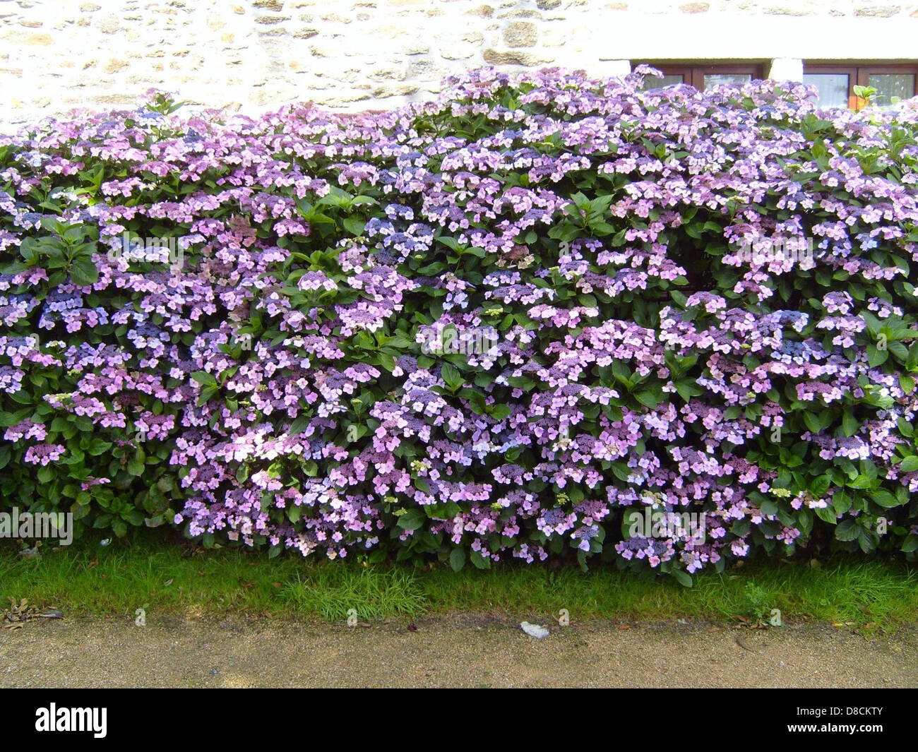 A hedge of hydrangea flowers is in full bloom, displaying clusters of ...