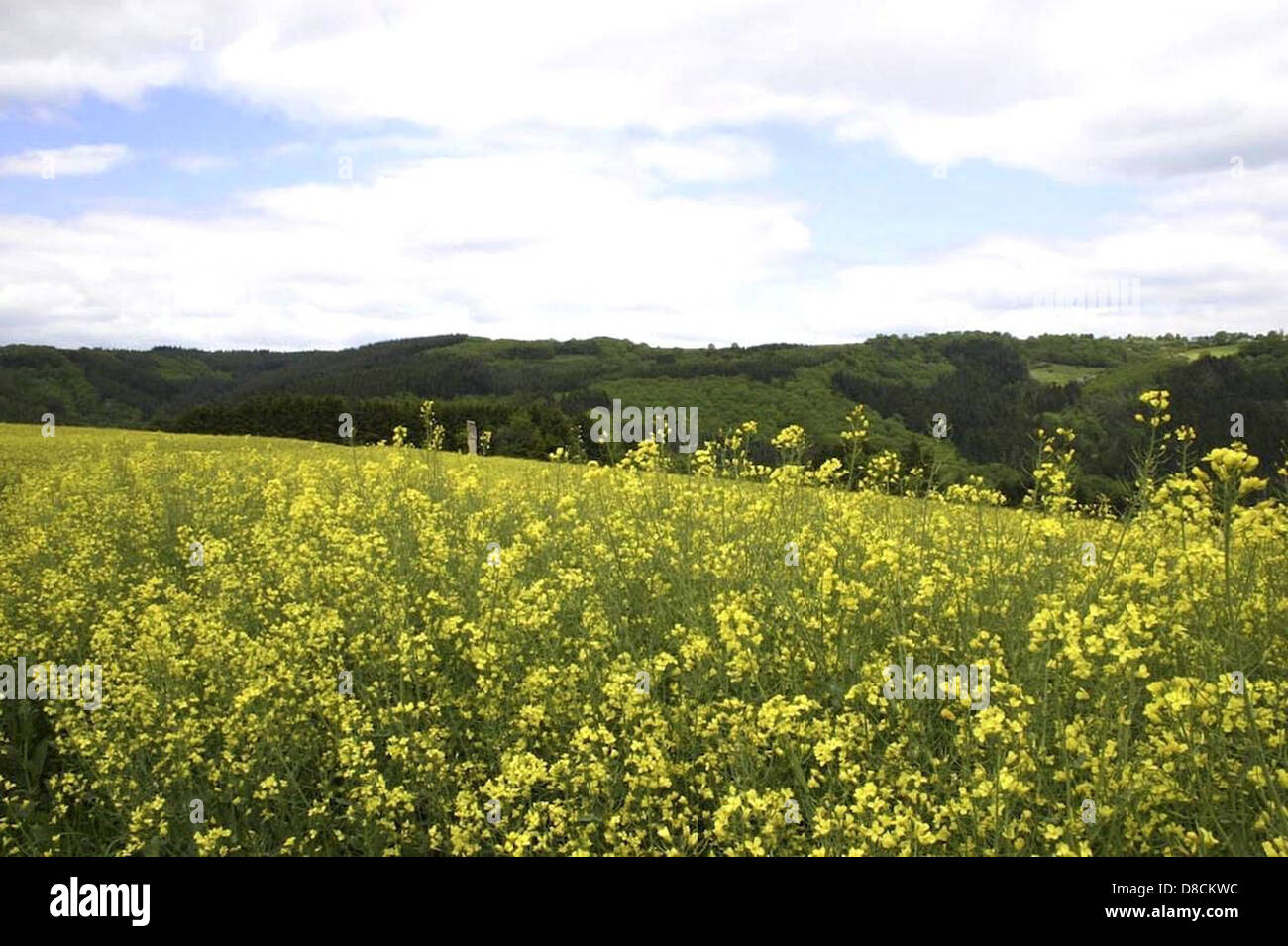 Yellow wildflowers bloom in a nature reserve, creating a vibrant and ...