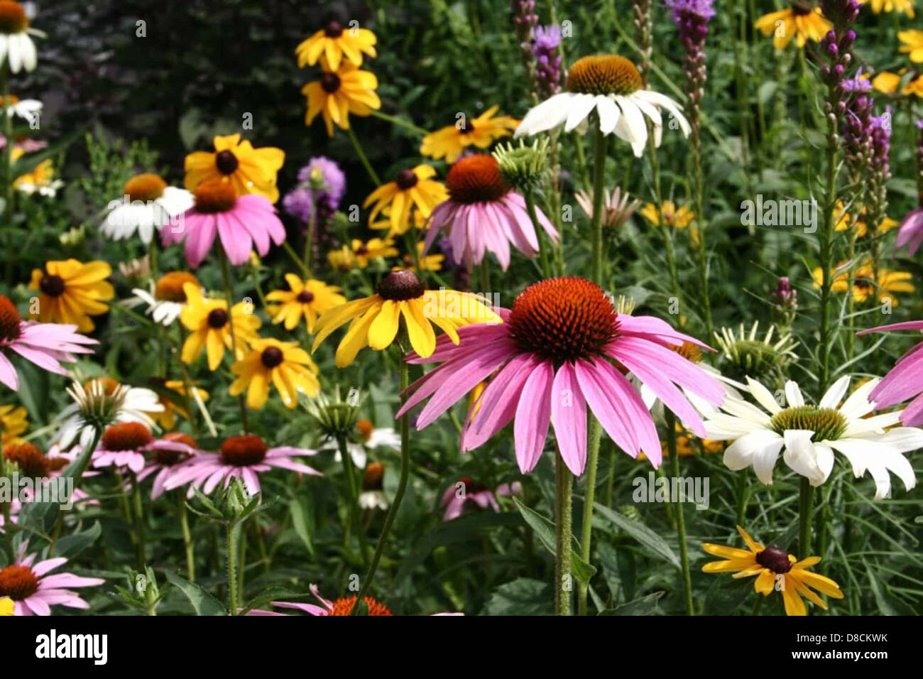 Flowering cone flowers Stock Photo - Alamy