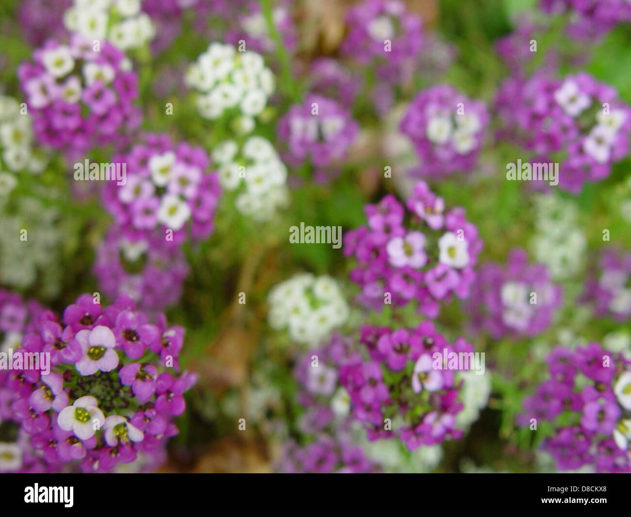 A soft background of colorful flowers, blending various types and hues ...