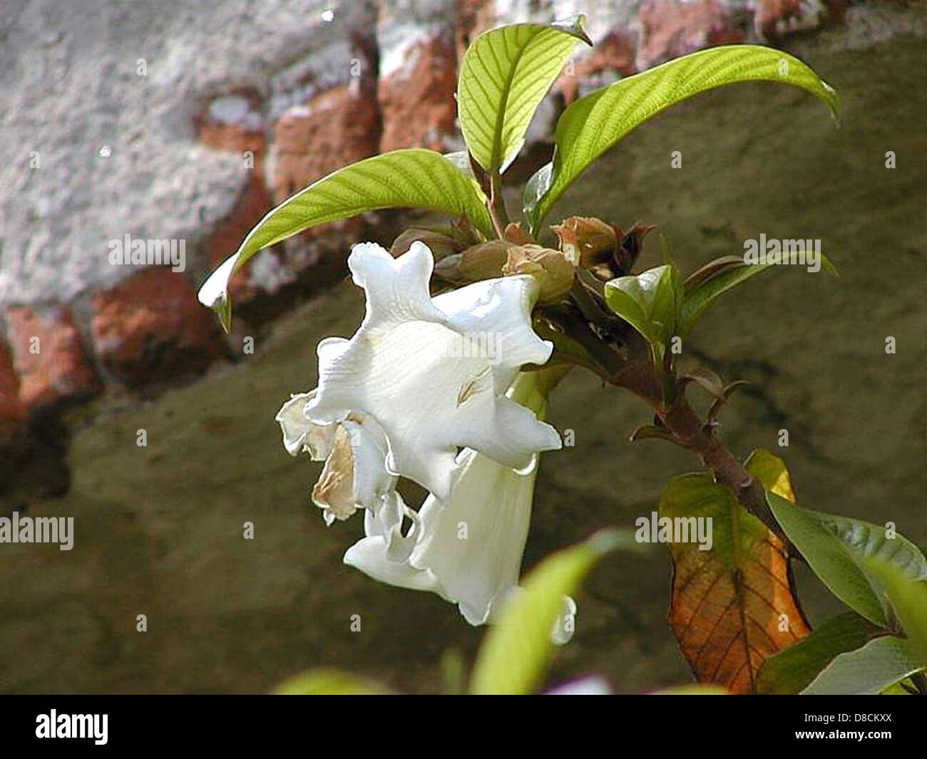 A combination of flowers, bricks, and leaves is shown together ...