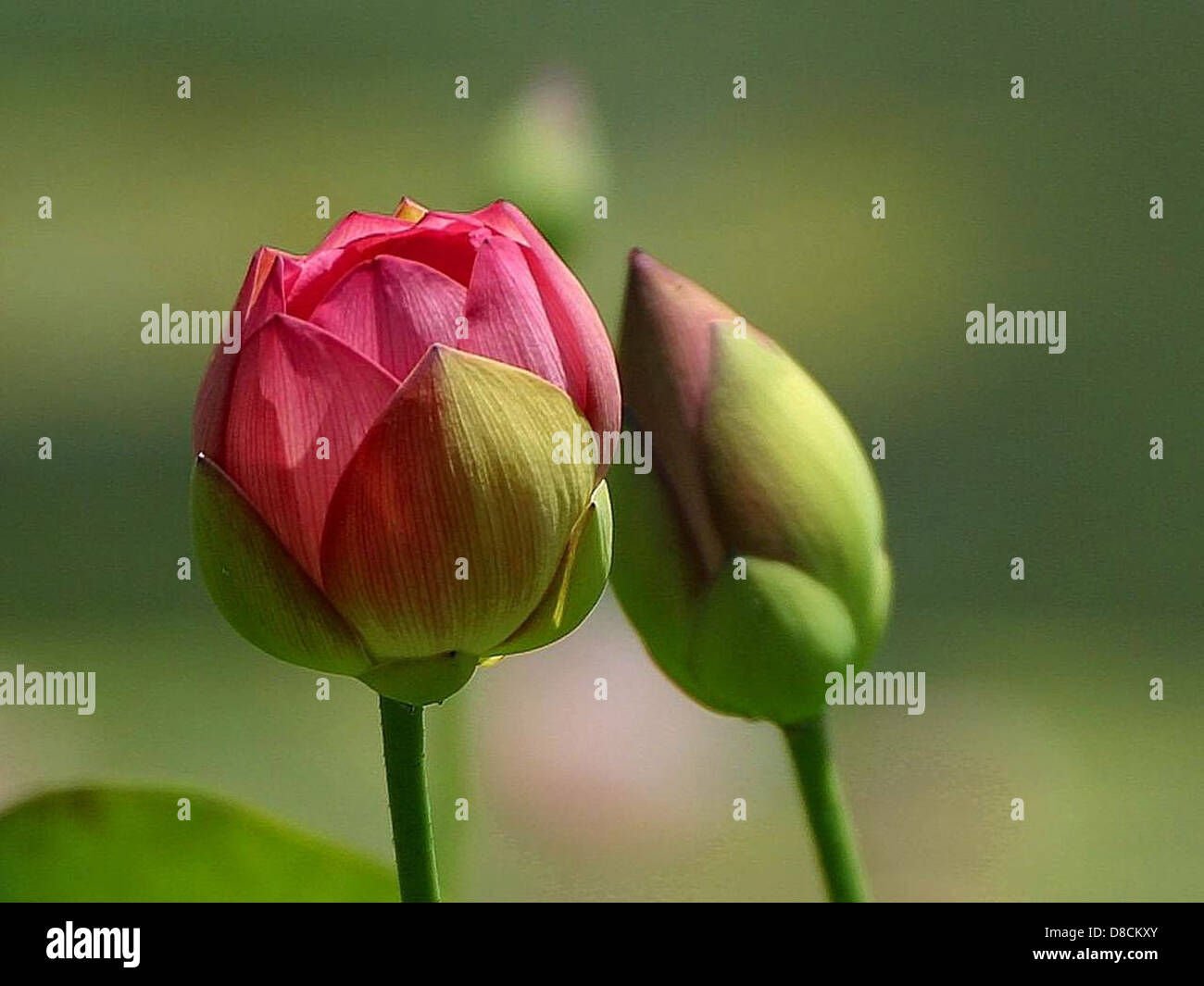 This image shows a collection of flower buds, not yet fully bloomed ...