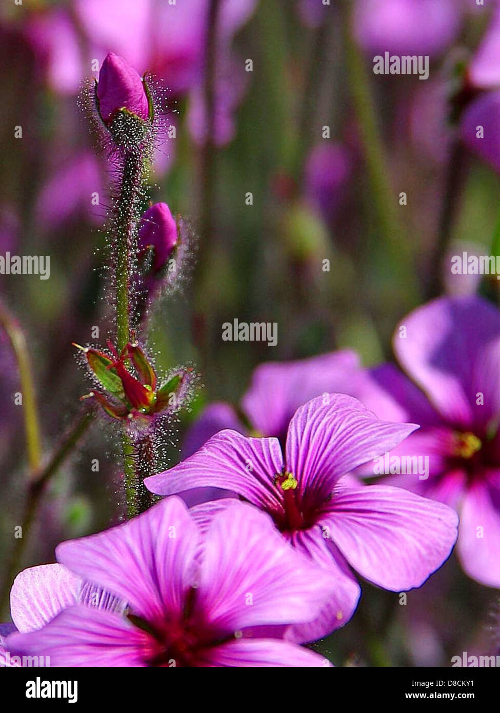 A close-up image of flower buds just before blooming, showcasing ...