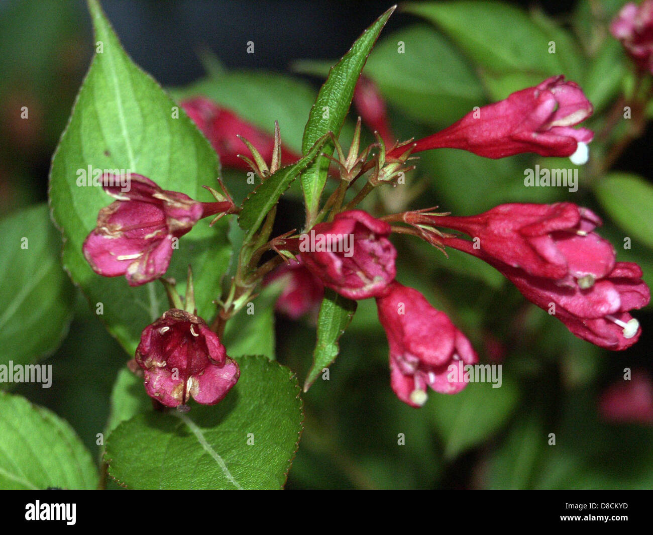 A detailed close-up of flowers, showcasing their intricate petal ...