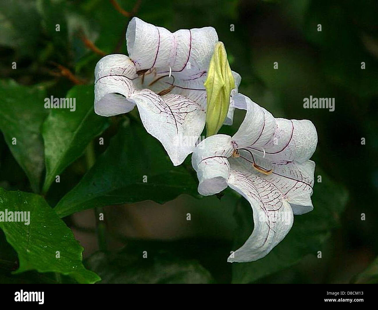 This image shows a close-up of flowers and leaves, showcasing the ...