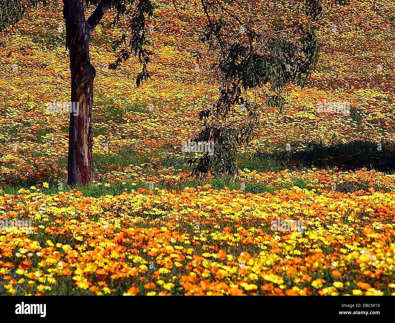 A vibrant meadow filled with a variety of wildflowers, creating a ...
