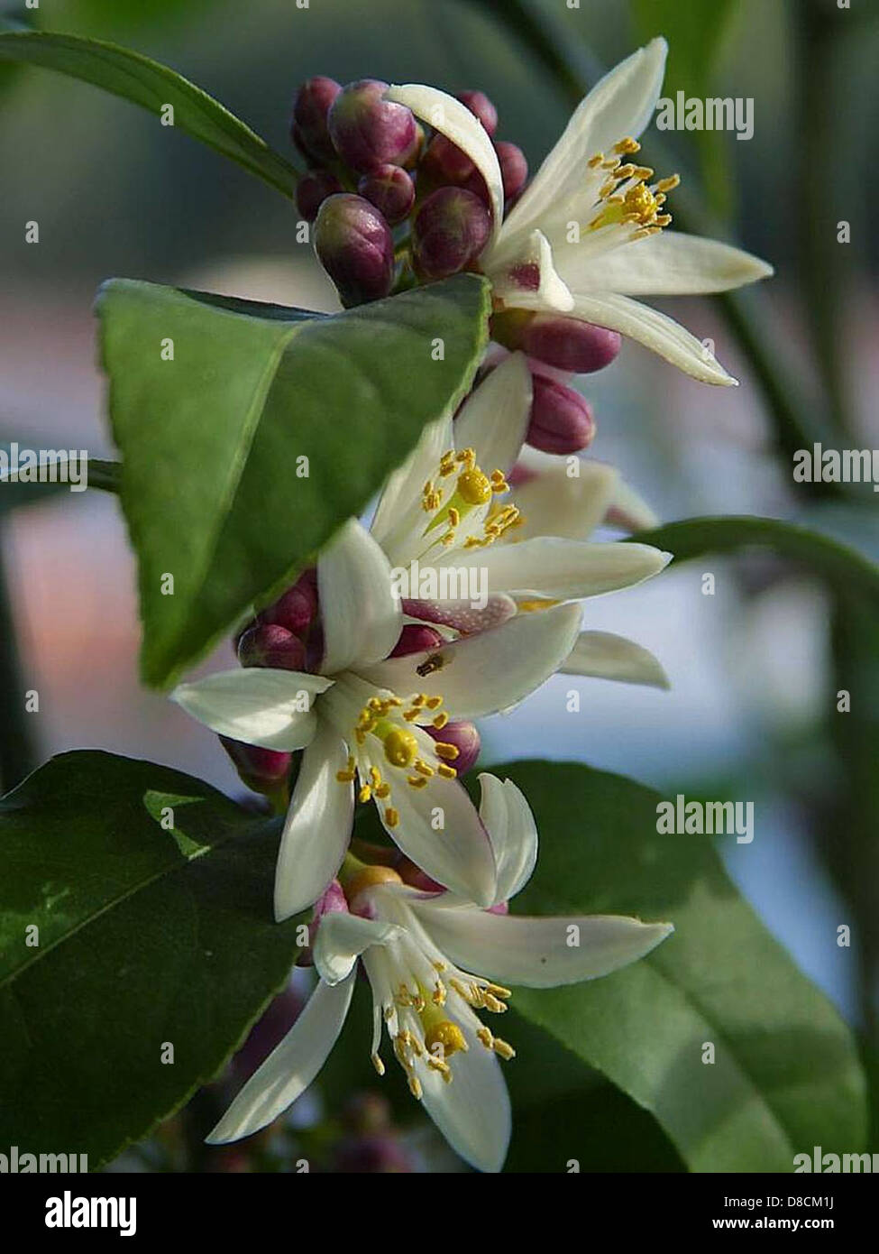 The flowers of Meyer lemon trees, known for their fragrant white ...