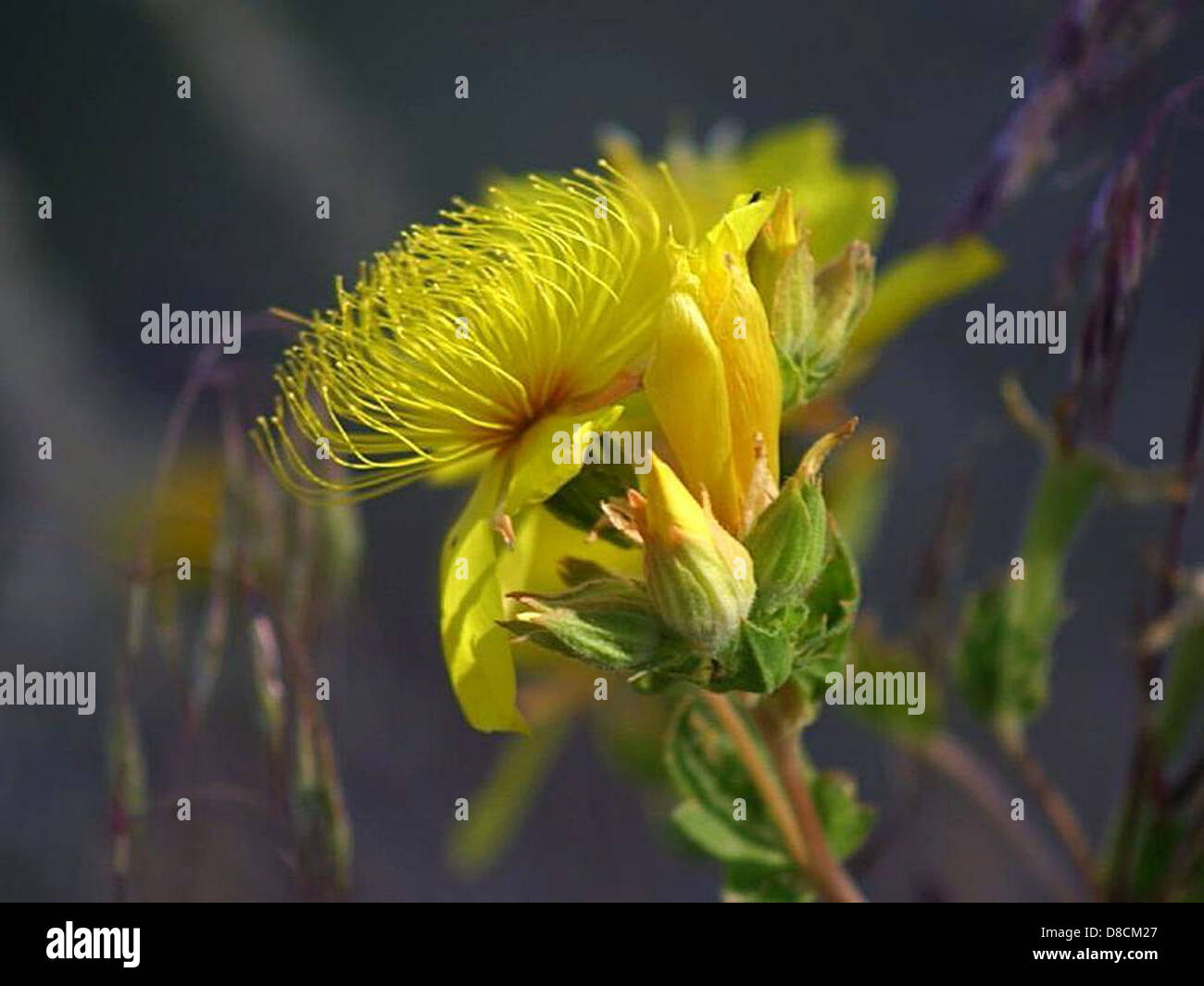 Various intricate plants hi-res stock photography and images - Alamy
