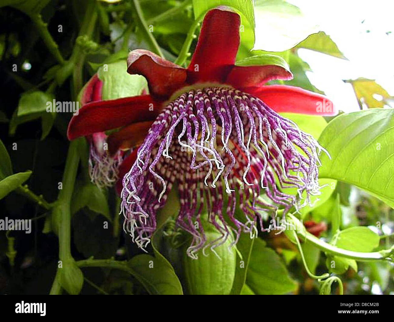 Flowers plants on tree Stock Photo - Alamy