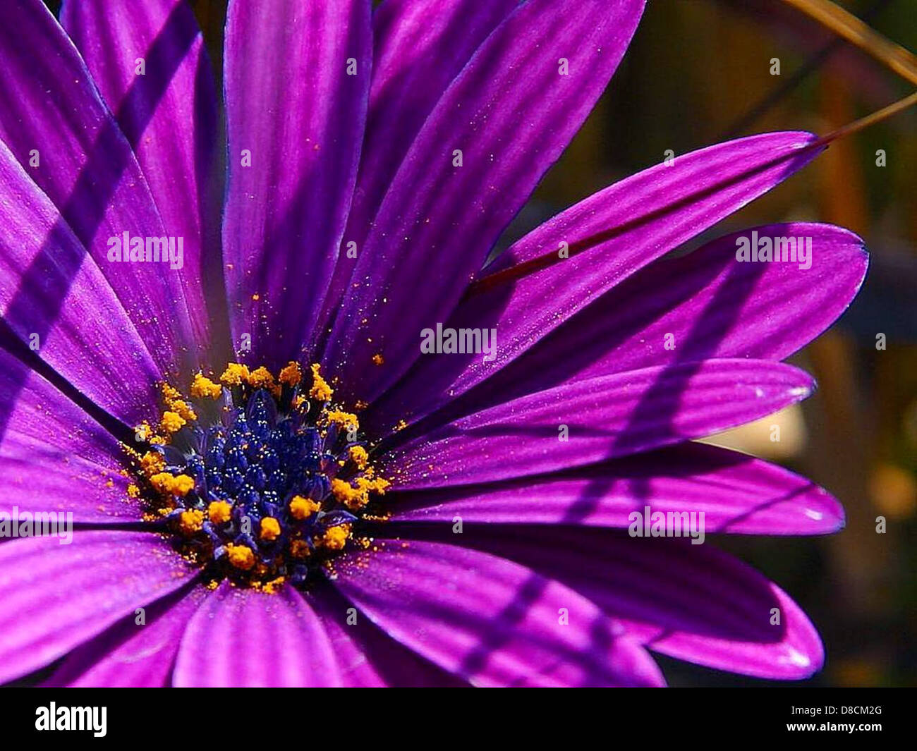 Flowers pollen purple Stock Photo - Alamy