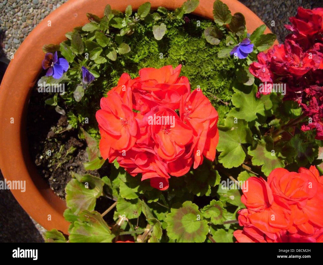 A close-up of various flowers, showcasing their intricate textures and ...