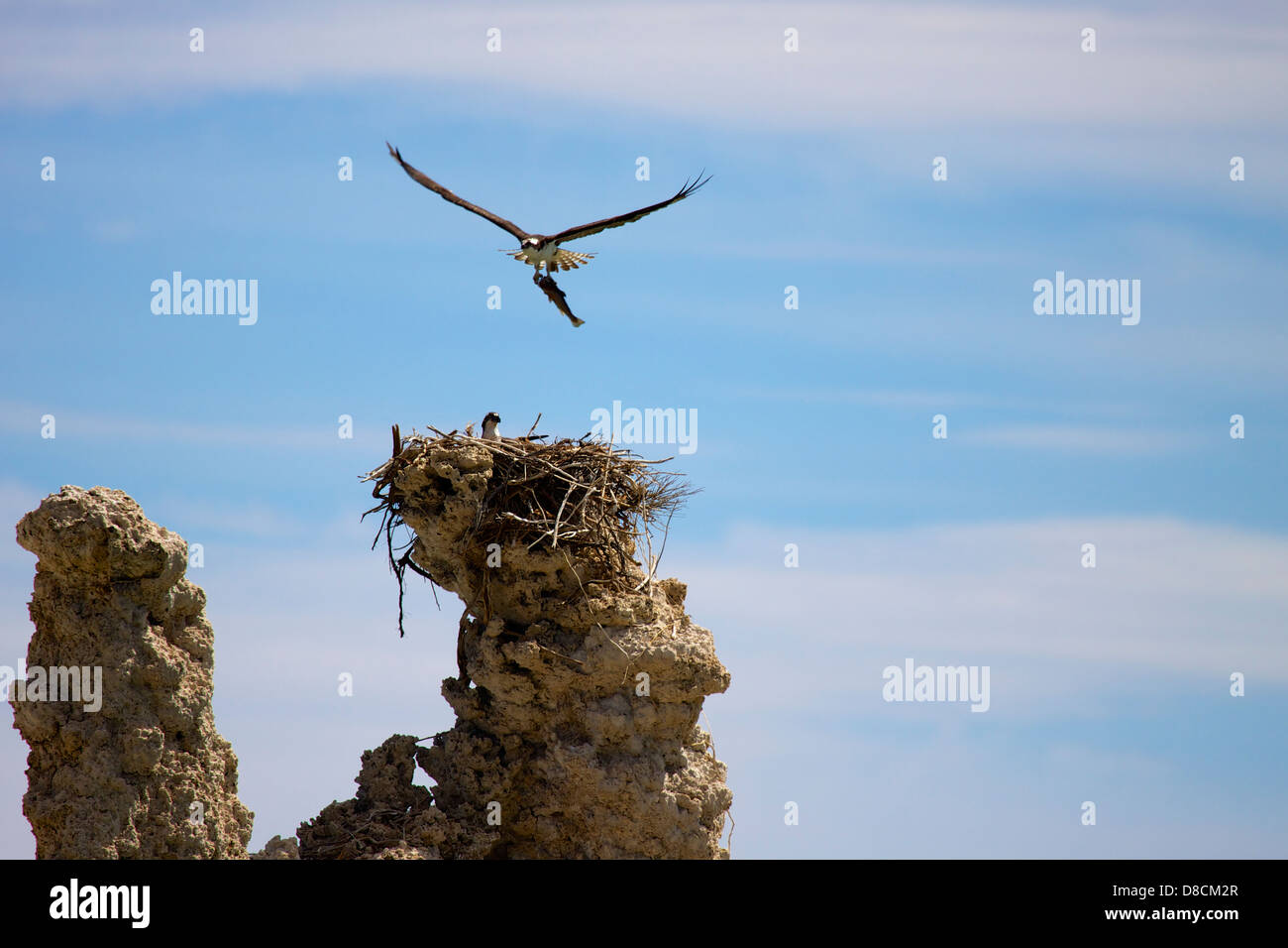 Osprey returning with a fish to its mate in a nest on top of a tufa ...