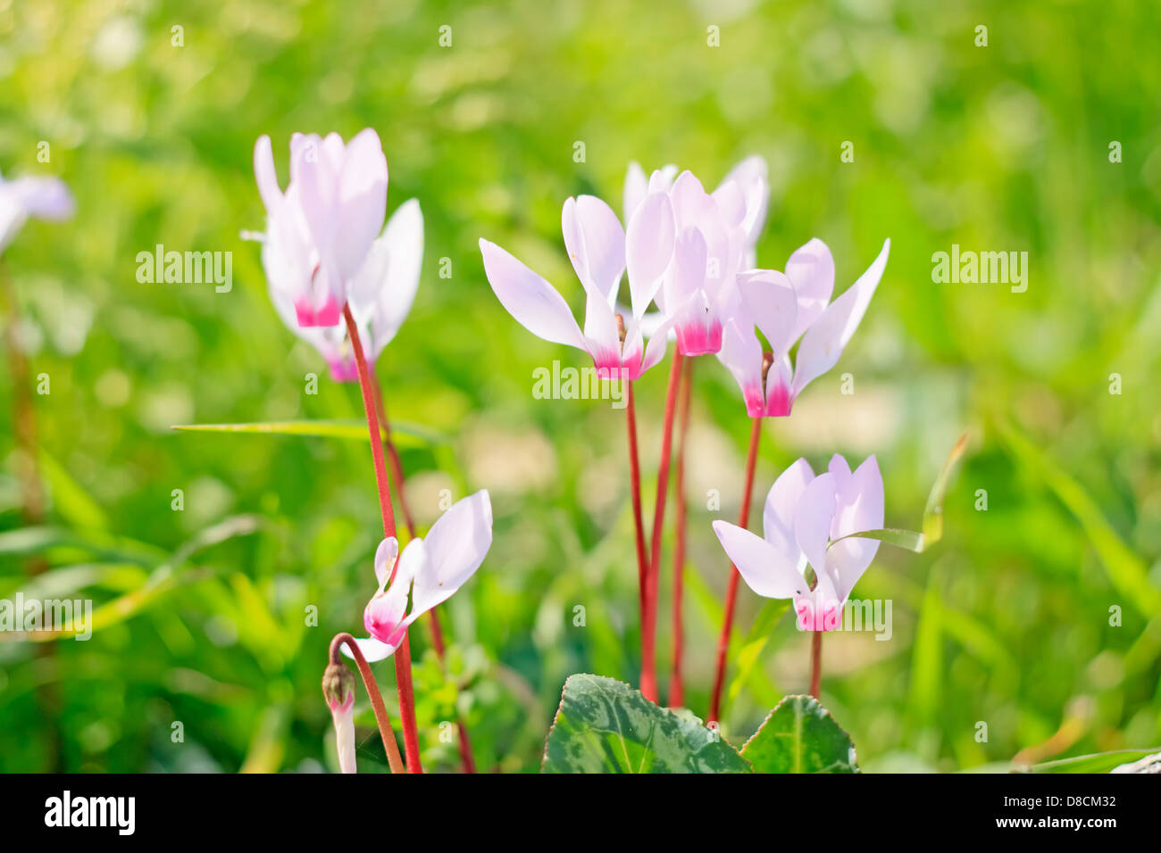 Cyprus wild flower hi-res stock photography and images - Alamy