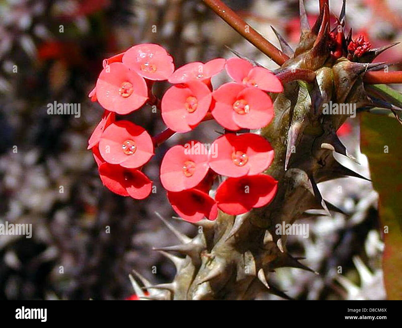 A close-up of flowering plants with visible thorns. The image shows ...