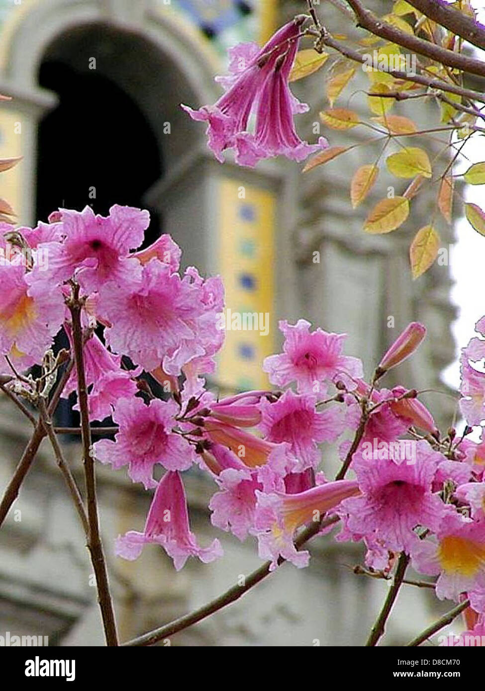 This image features a cluster of flowers with petals that form arching ...