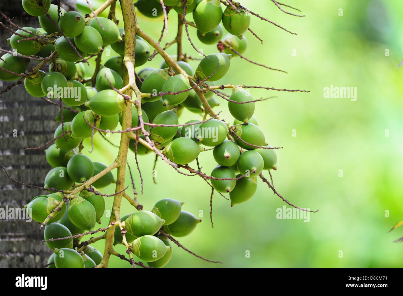 Betel nut tree hi-res stock photography and images - Alamy