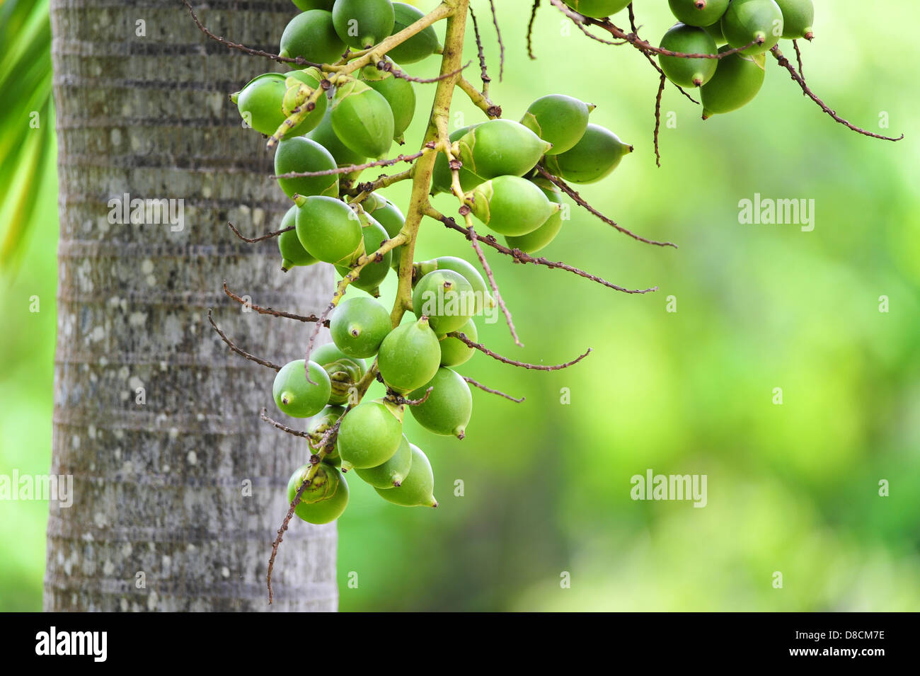 Betel nut tree hi-res stock photography and images - Alamy
