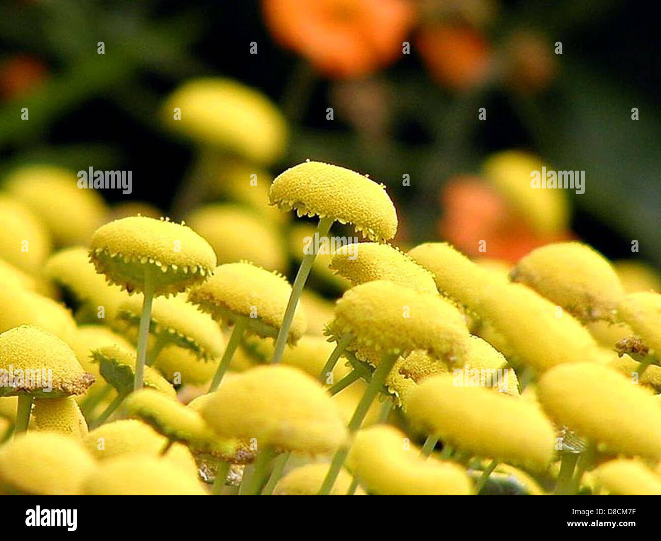 A vibrant display of yellow flowers, offering a burst of color in a ...