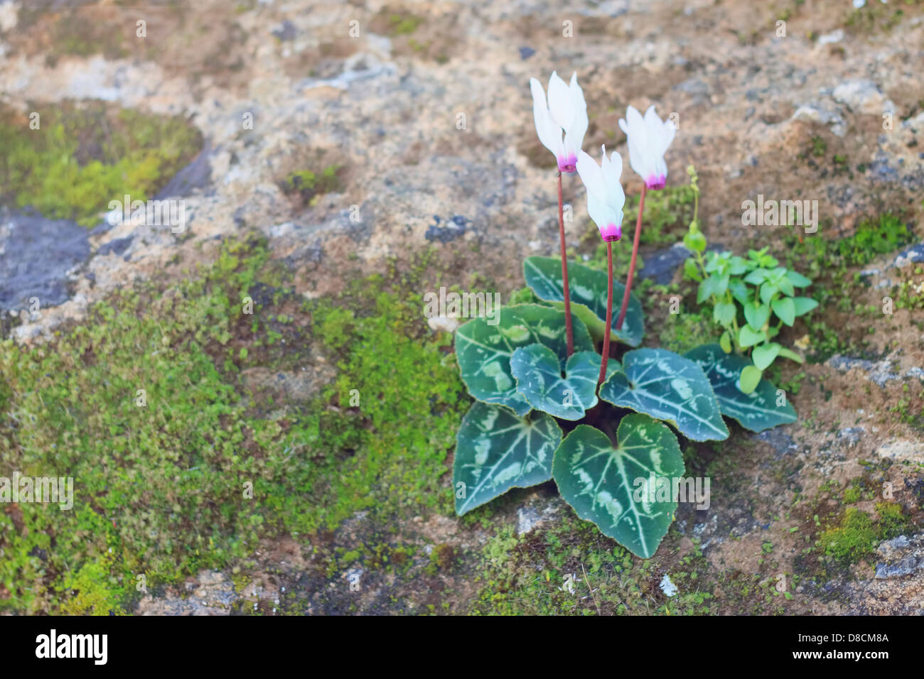Cyclamen Cyprium (Cyprus cyclamen) wild flower in Akamas peninsula ...