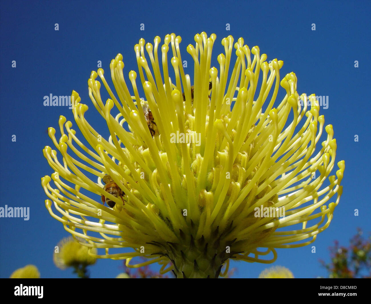 The Golden Banksia (Banksia spp.) is a distinctive flowering plant ...