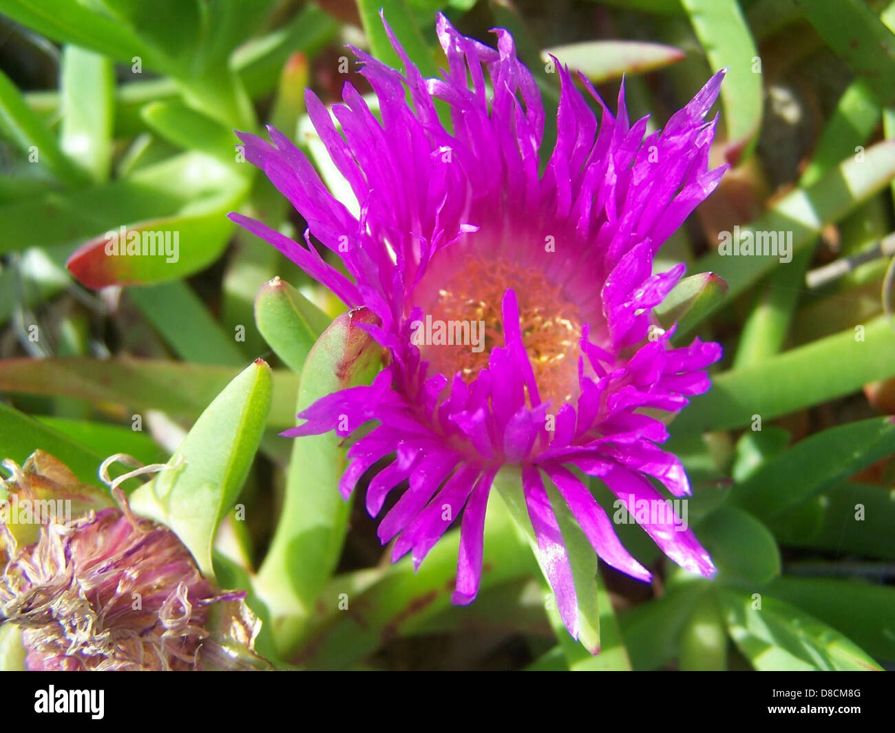This image shows a flower captured in high resolution, highlighting its ...