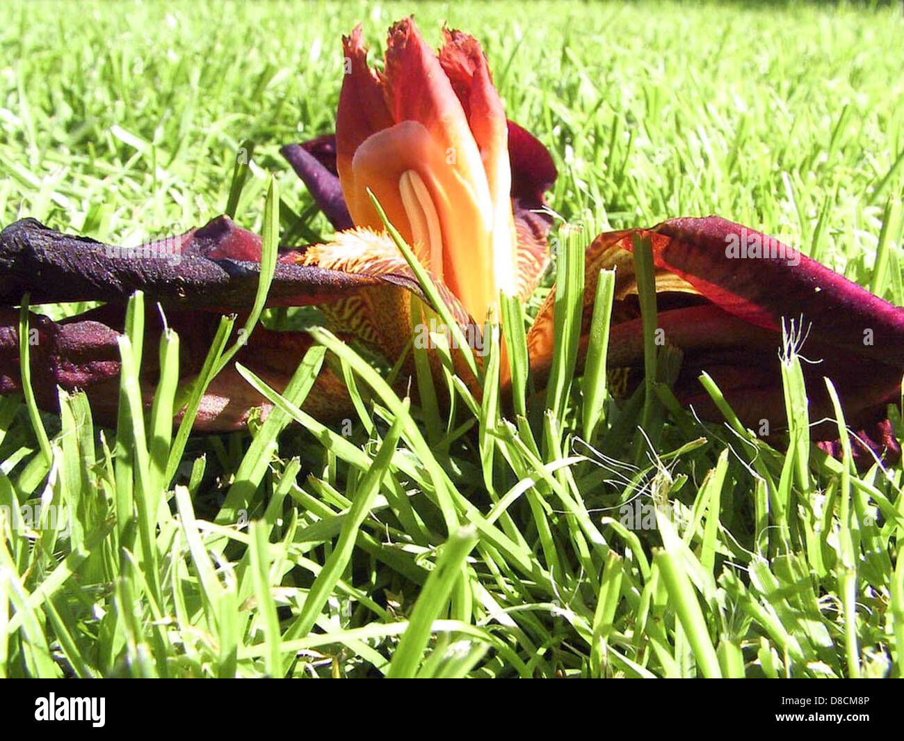 A single flower growing amidst a patch of grass, showcasing its ...