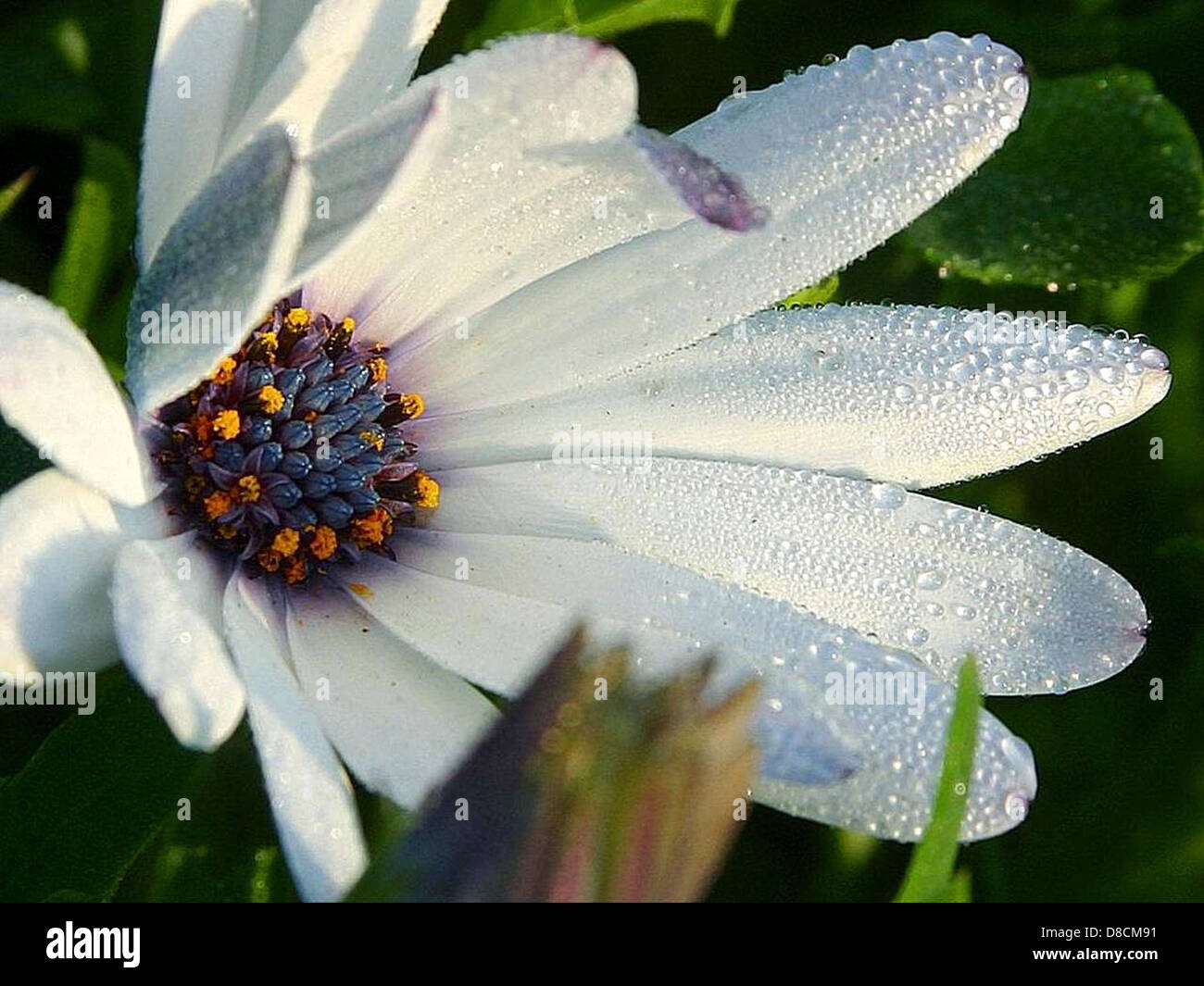 Close-up of a flower captured in a park, displaying the intricate ...