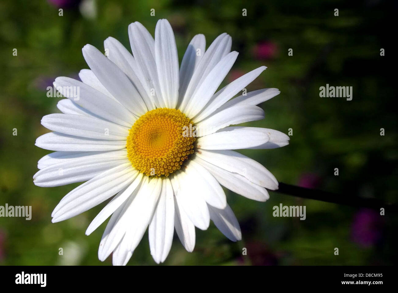 A close-up macro shot of a vibrant flower, showcasing intricate details ...