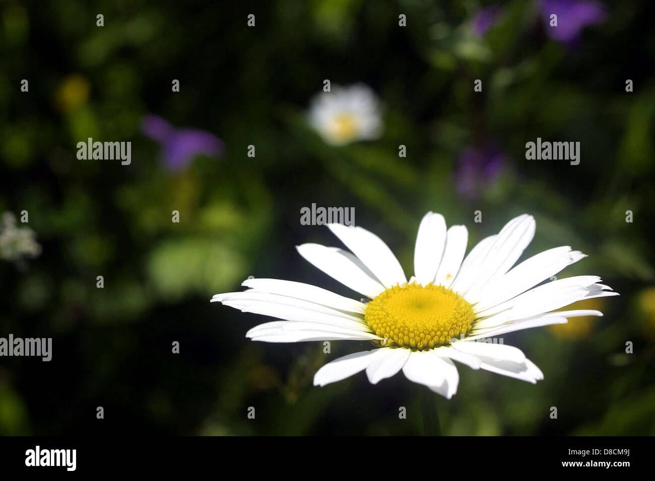 A close-up image of colorful flower petals, highlighting their delicate ...