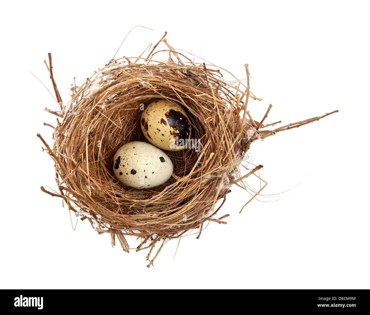 Nest bird eggs Cut Out Stock Images & Pictures - Alamy
