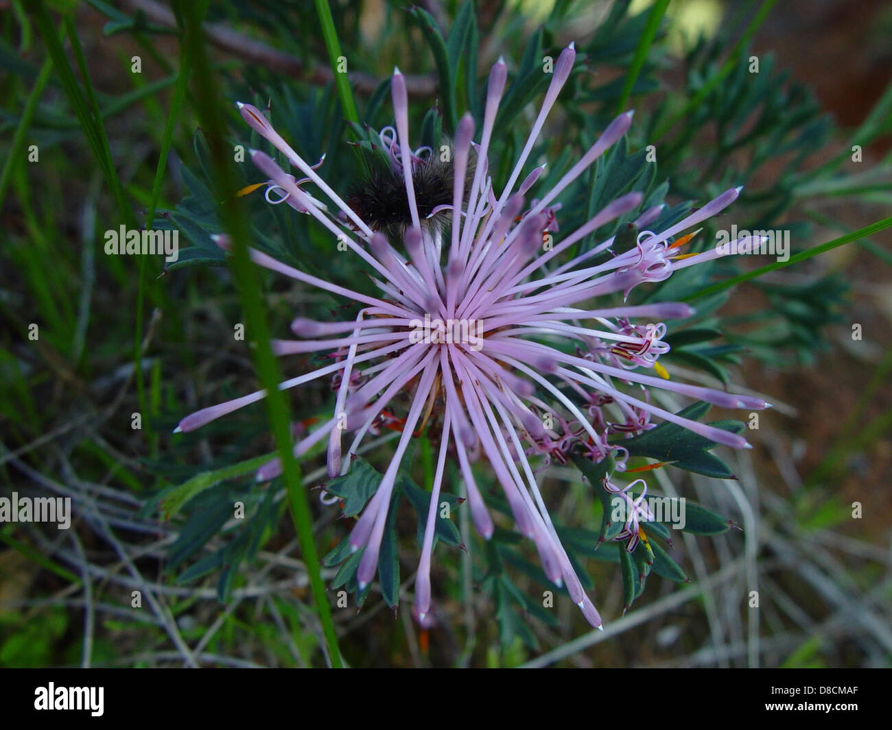This image features a flower with sharp, spiky petals, creating a ...