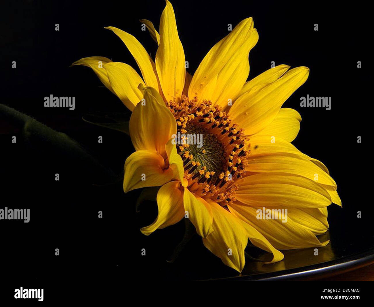 A close-up macro photograph of a yellow flower, capturing the fine ...
