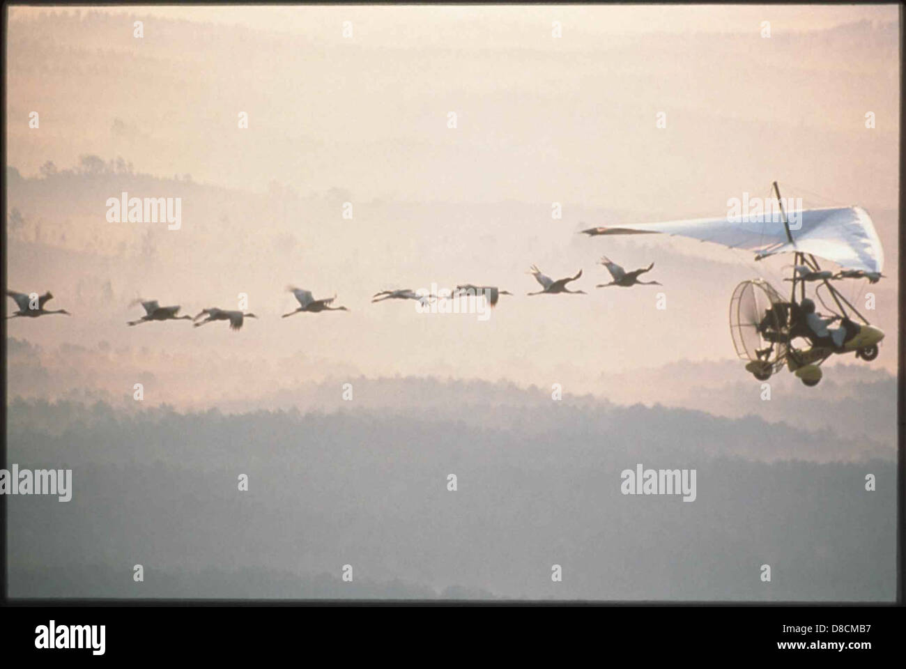 A motorized hang glider flying alongside a flock of birds. The glider's ...