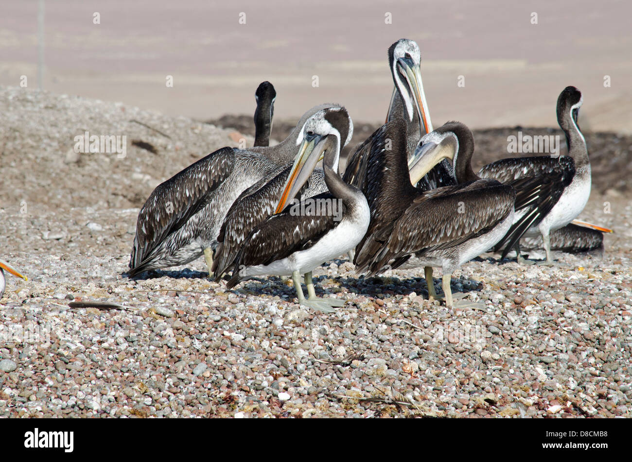 Paracas National Reserve. Peruvian pelicans Pelecanus thagusand the ...