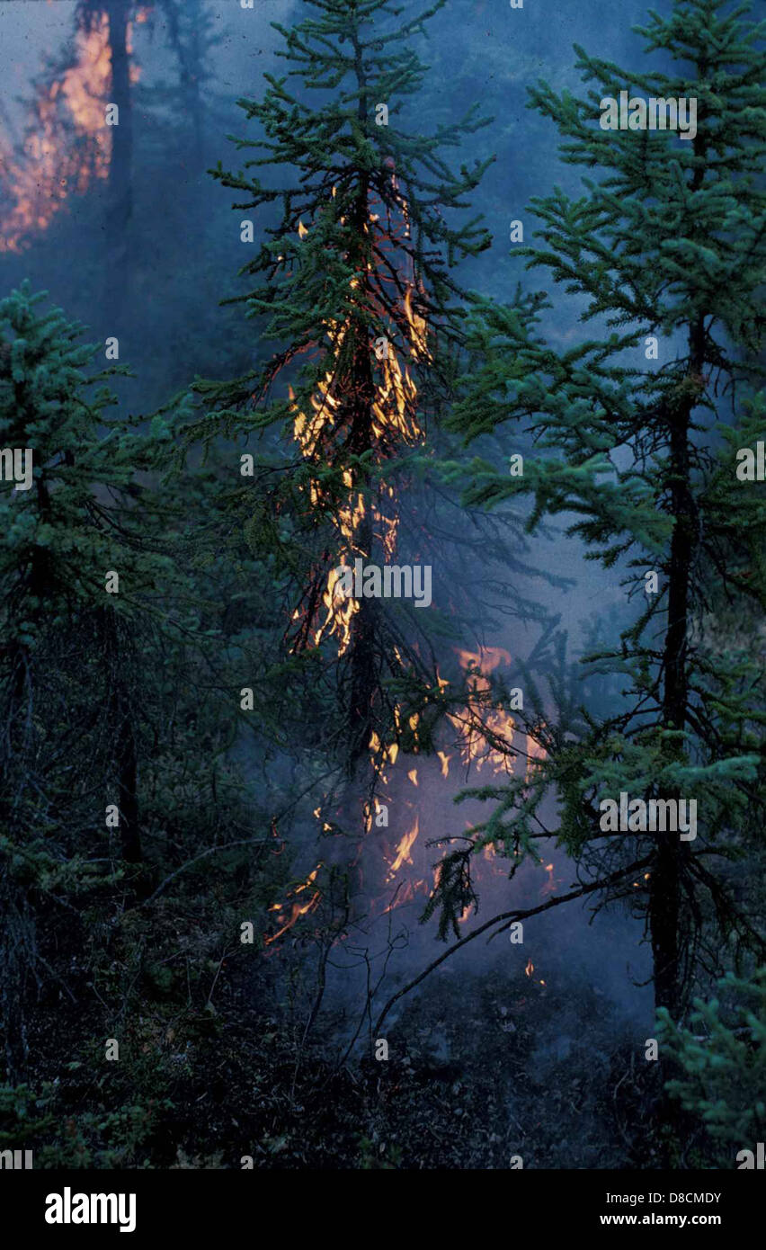 A forest fire burning at the base of a tree, releasing smoke and flames ...