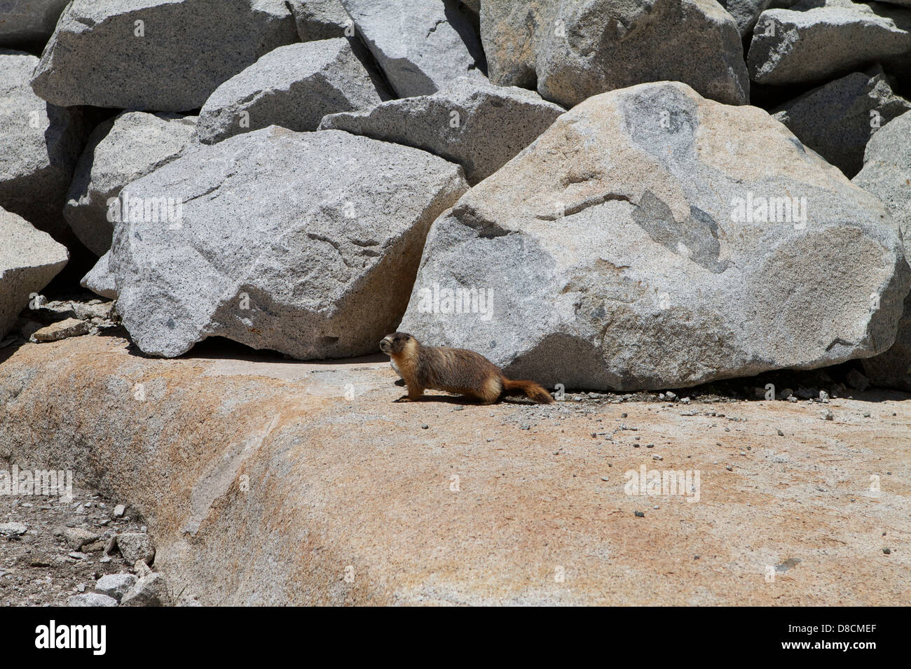 A wild yellow bellied marmot (Marmota flaviventris) in the rocks at ...