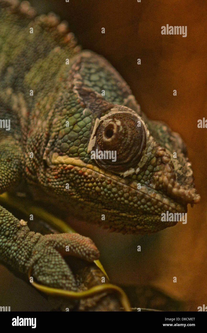 Panther chameleon ( Furcifer pardalis ), mimetism, eye, reptile, animal ...