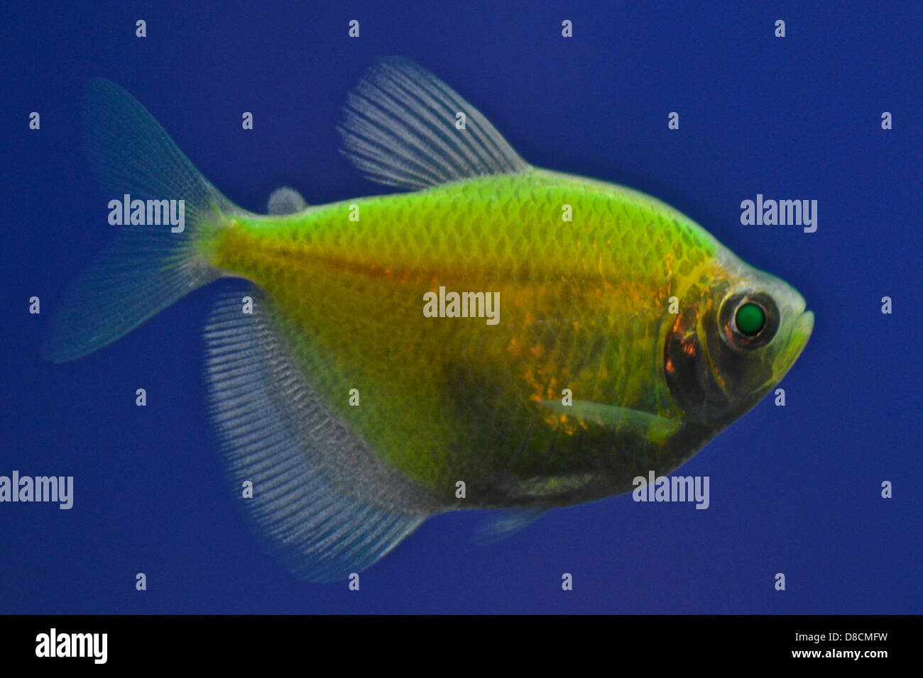 Fluorescent Yellow Fish Stock Photo - Alamy