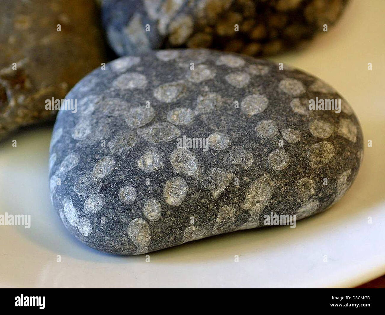 A collection of fossils, rocks, and coral, showing preserved remains of ...