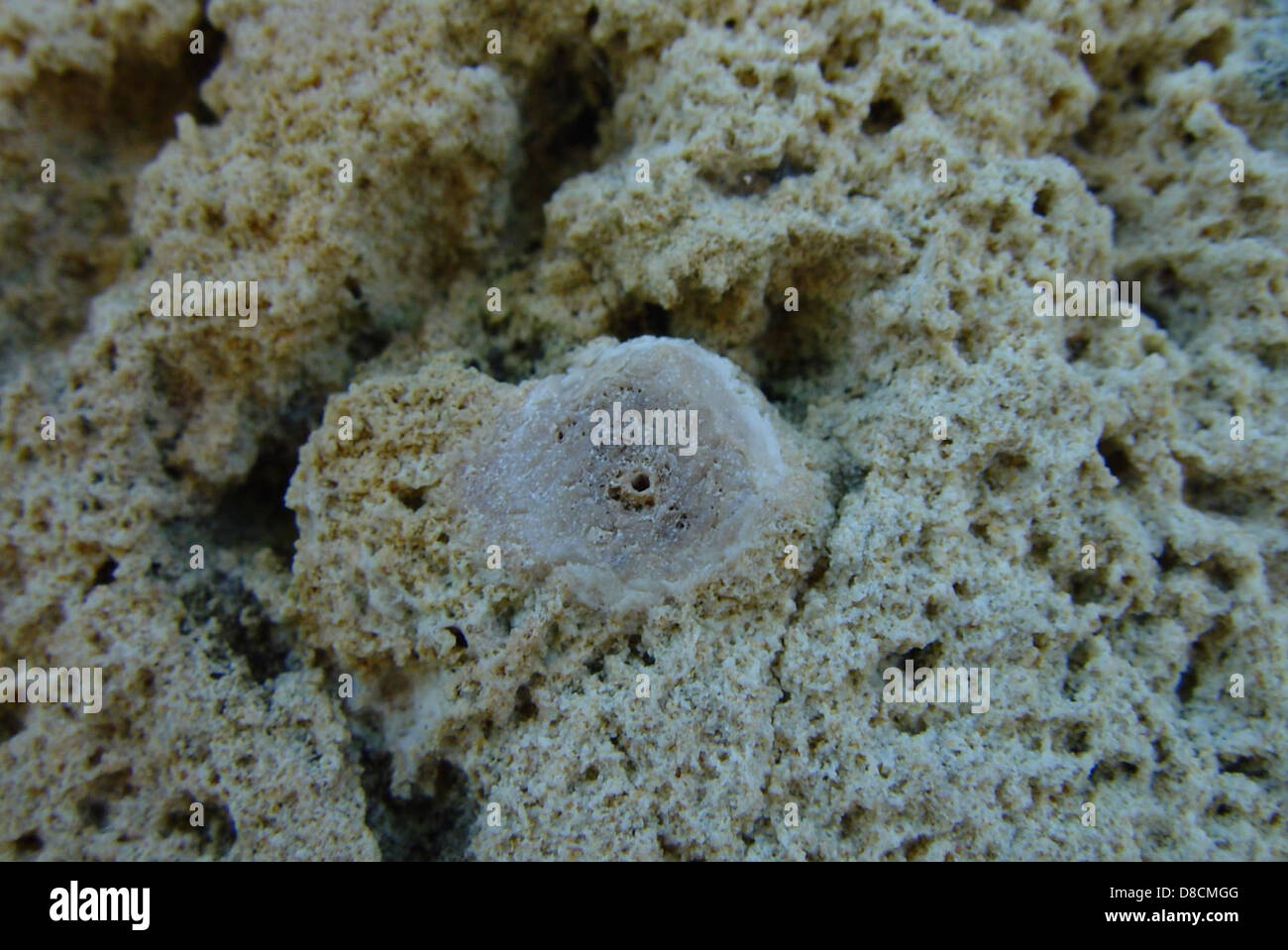A fossilized root embedded in limestone rock. The root’s structure is ...