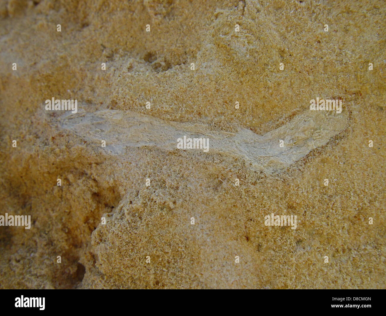 A close-up of a fossilized twig, displaying its preserved structure and ...
