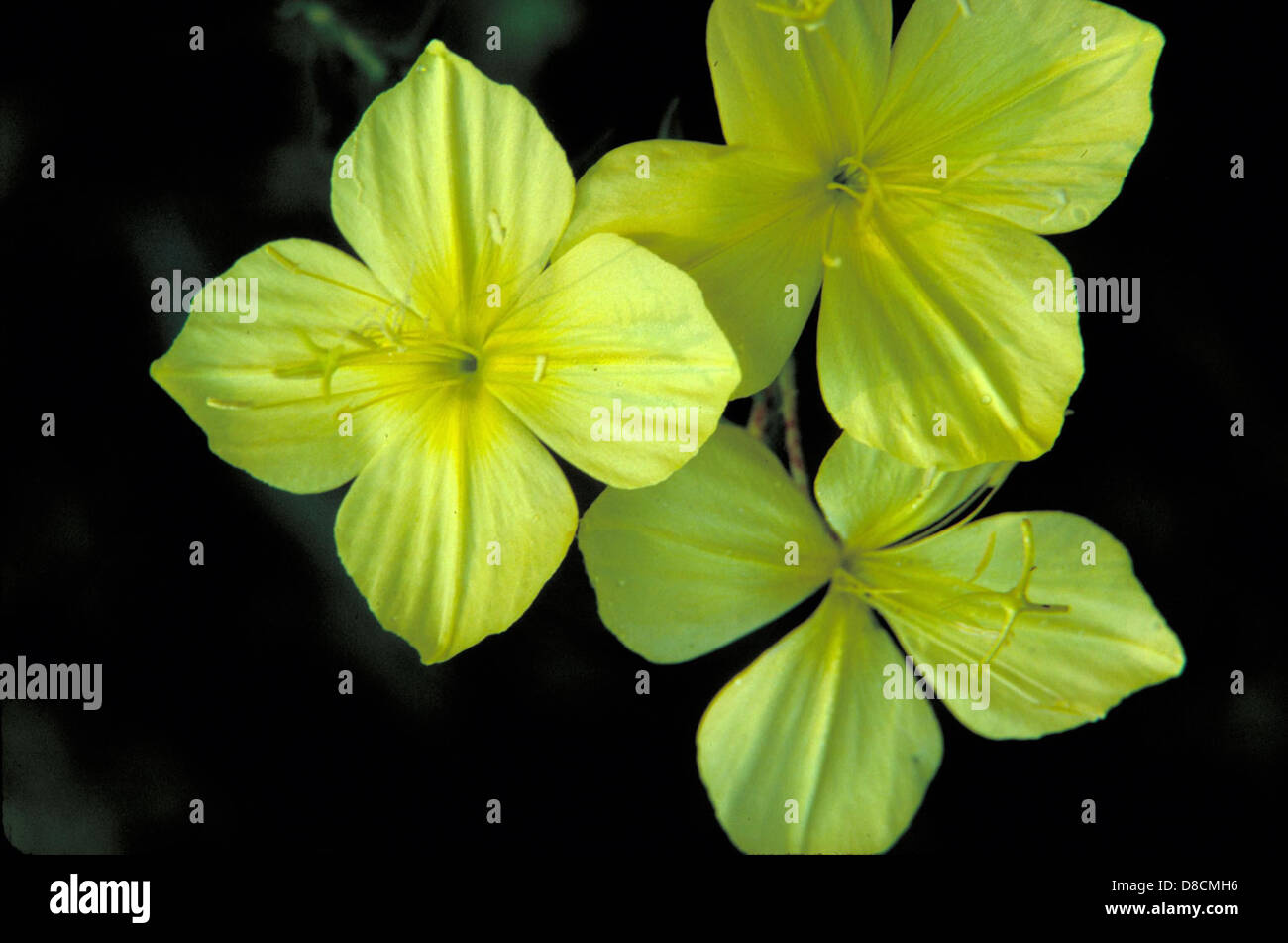 A four-point evening primrose blooms, showcasing its delicate yellow ...
