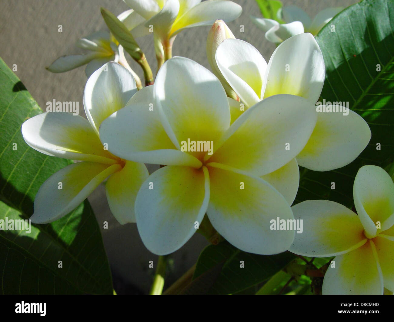 A close-up image of a cluster of frangipani flowers, showcasing their ...