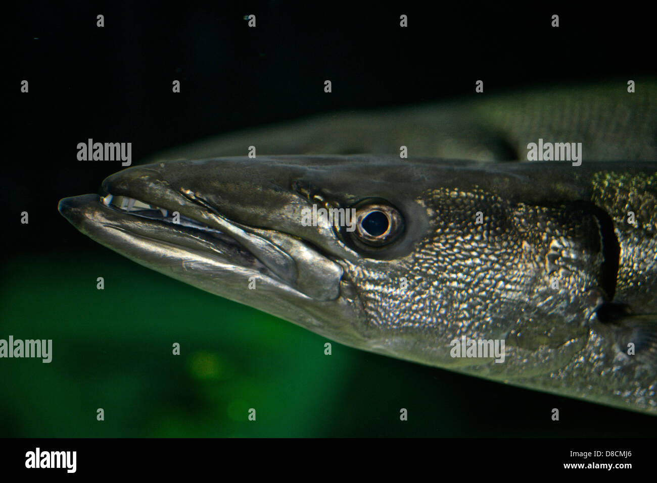 Detail of a Barracuda´s mouth and eye Stock Photo - Alamy